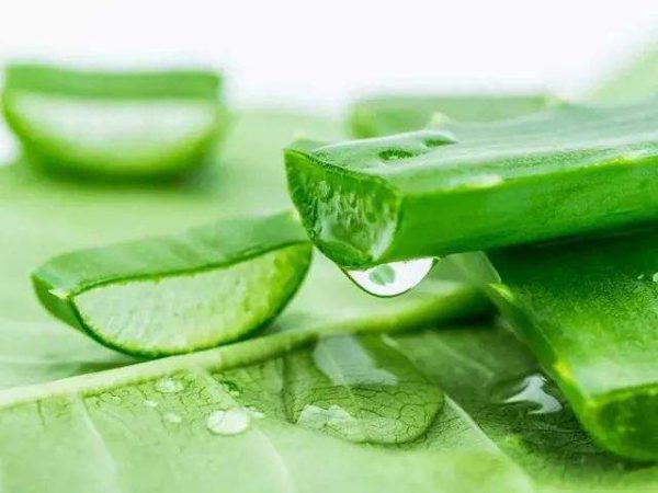 The Many Health Uses of Aloin | Stanford Chemicals